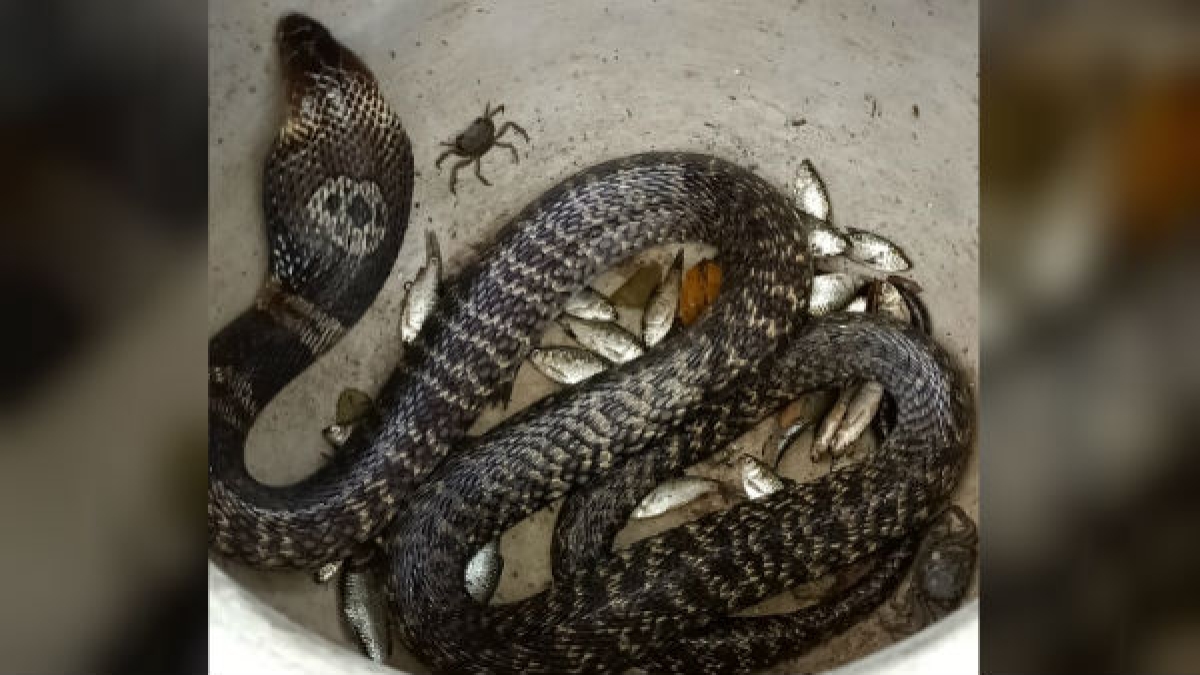 সুন্দরবনে মৎস্যজীবীদের জালে উঠল বিরল প্রজাতির সাপ, Rare snake recover ...