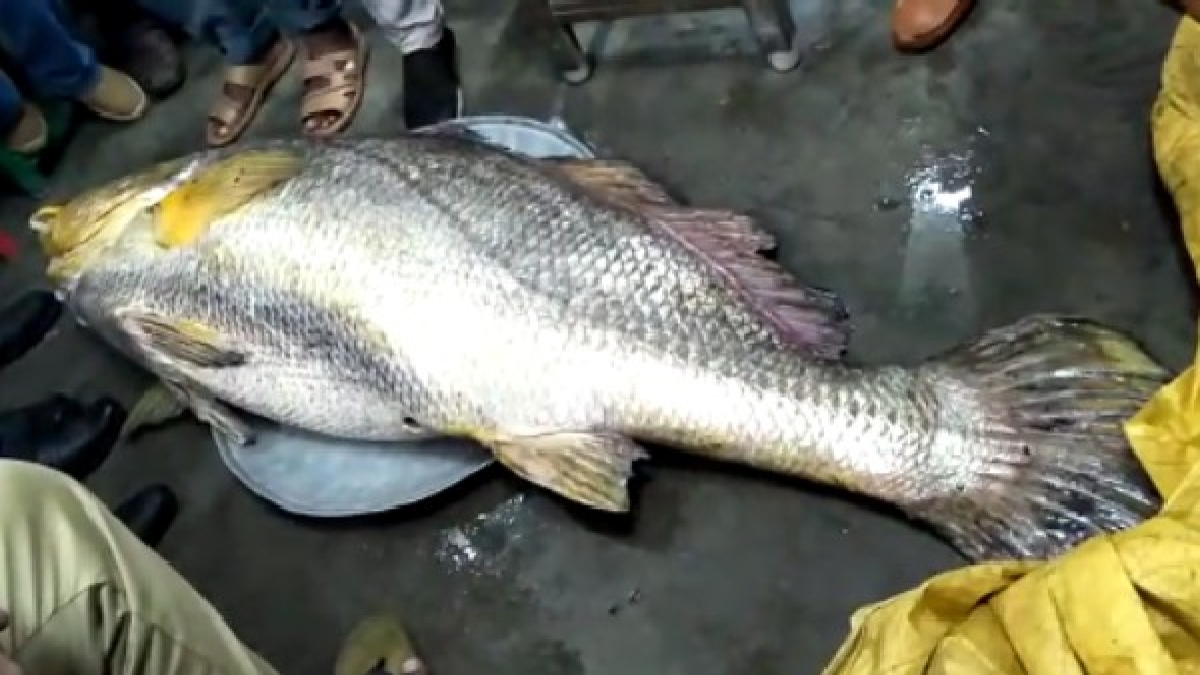 সুন্দরবনের নদীতে ধরা পড়ল অতিকায় মাছ, 75kg giant telia bhola fish ...
