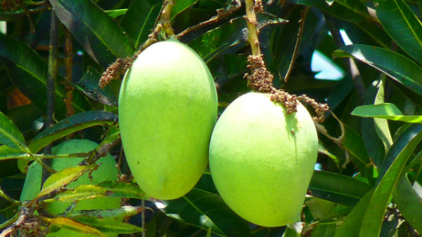 Ashok Choudhuri grow new jardalu mango, its name lockdown - Bengali ...