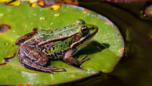 ব্যাঙের বিয়ে কেন দেওয়া হয়, এই রীতির সম্পর্কীয় বিভিন্ন কাহিনি একনজরে ...