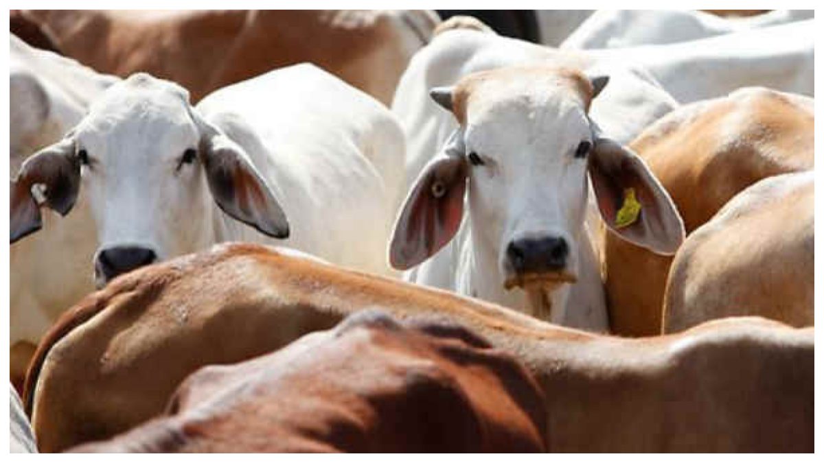 স্বপ্নে গরু দেখলে কী আর্থিক সঙ্কট থেকে মুক্তি পাওয়া যায়, জানুন এখান ...