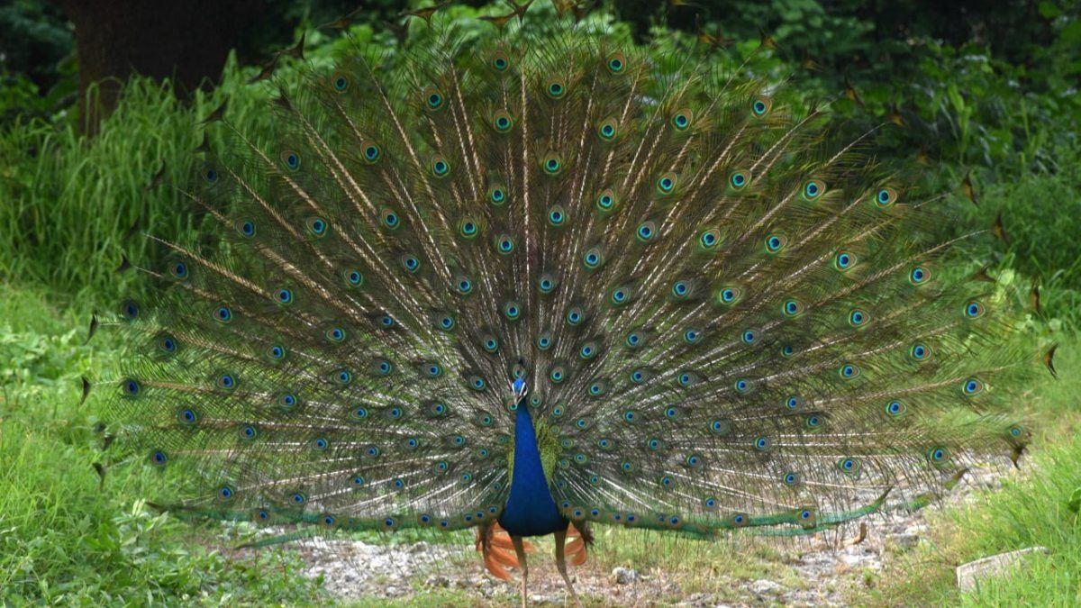 Travel, Tourist, Kolkata, Odisha, পর্যটন, ভ্রমণ, কলকাতা, ওড়িশা ...