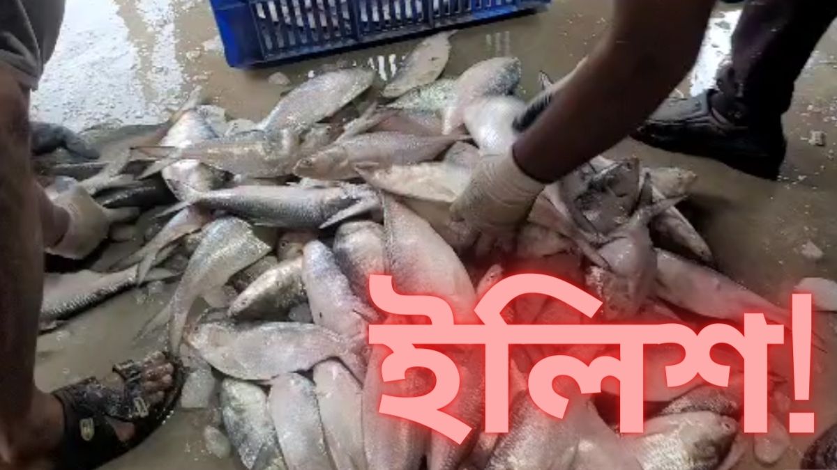 Hilsa Fish in Digha Mohana: দিঘার মোহনায় টন টন ইলিশ, ওজন এক কেজিরও ...