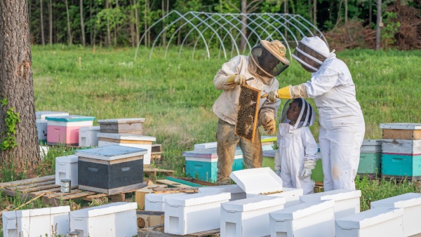 Beekeeping Business Plan: এই ব্যবসা শুরু করে একেবারে লাখে কামান ...
