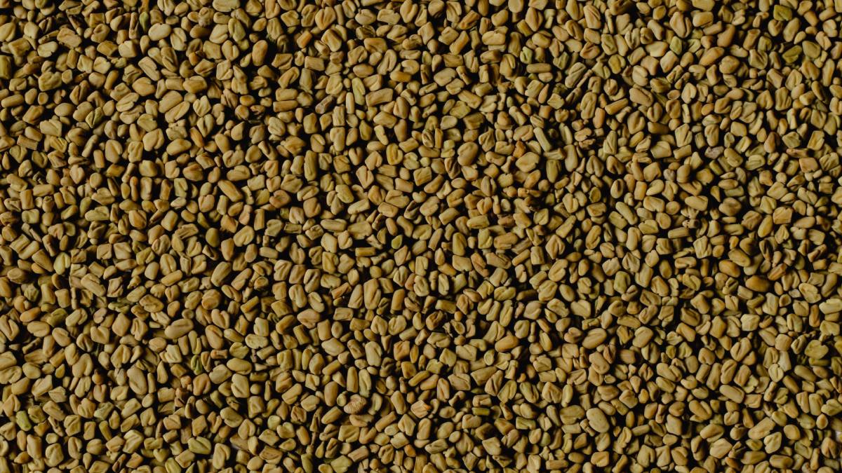 Benefits Of Fenugreek Seeds: মেথির বীজের জল খেয়ে কমান ওজন , জানুন ...