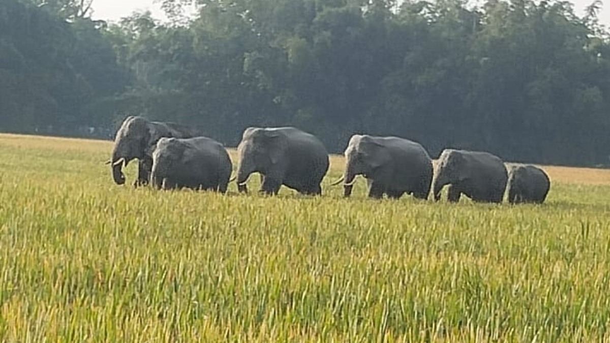 দুদিন ধরে দাপিয়ে বেড়াচ্ছে ছটি হাতি, মাঠের ফসল নষ্ট, তাড়াতে হিমশিম ...