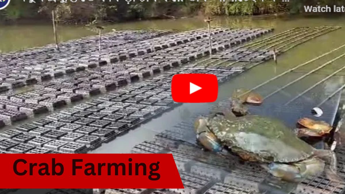 বাক্সের মধ্যে অভিনব পদ্ধতিতে কাঁকড়া চাষ! বিপুল আয়ের পথ দেখাচ্ছেন ...
